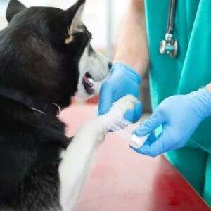 Animal General Hospital – We Are A Full Service Miami Veterinary Clinic ...